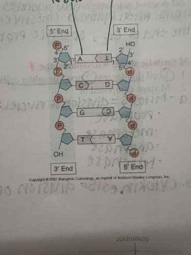 Eukaryotic Cell Cycle Exam 4 Flashcards Quizlet