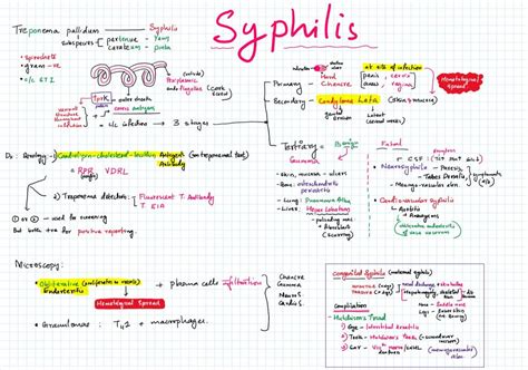 Syphilis Rpathologyflashcards