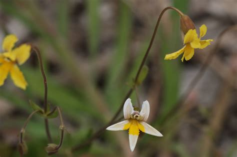 Goodenia Humilis Swamp Goodenia Westgate Biodiversity Bili Nursery
