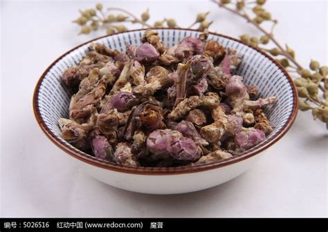 中药款冬花高清图片下载 红动中国