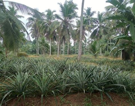 අක්කර 4 කට ආසන්න සාරවත් පොල් ඉඩම හා නිවස Plants Seeds And Bulbs