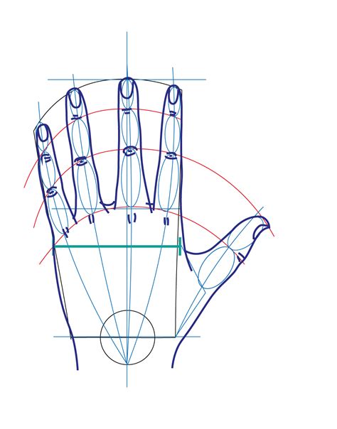 Estructura De La Mano Humana Huesos De La Mano ¿cuáles Hay Y Cómo Se