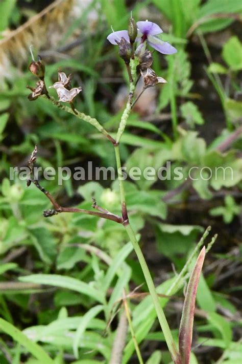 Murdannia Simplex Buy Seeds At