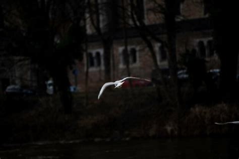 Premium Photo Bird In Flight