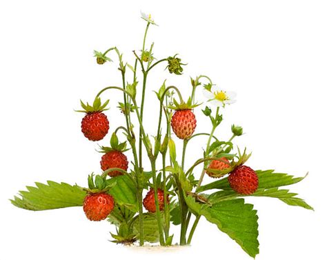 Erdbeerpflanze Bilder Und Stockfotos Istock