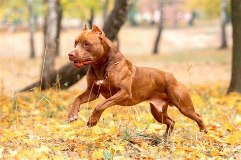 American Pitbull Terrier Muscular Acetotrade