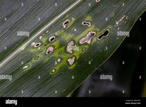Corn Gray Leaf Spot On Leaf Of Cornstalk Cornfield Fungal Disease