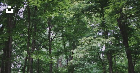 낮에는 키가 크고 푸른 나무가 있는 숲 사진 Unsplash의 무료 숲 이미지