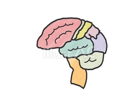 簡略化した人間の脳の構造イラスト No 23876952｜無料イラスト・フリー素材なら「イラストac」