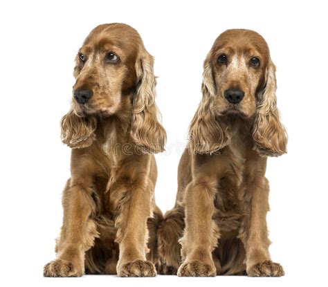 Cocker Spaniels Sitting Against White Background Stock Image Image Of