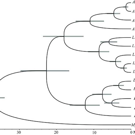 divergence date estimates the phylogeny is based on a bayesian