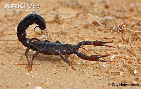 Arabian Fat Tailed Scorpion Alchetron The Free Social Encyclopedia