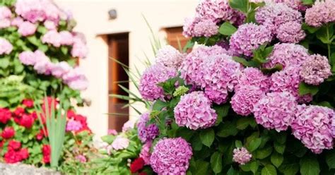 Cómo cuidar las hortensias en invierno para que lleguen a la primavera