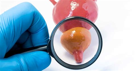Anatomia E Funzione Della Prostata Filippo Orali