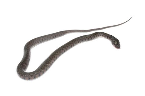 รูปภาพkeelback เลือกดูภาพถ่ายสต็อก เวกเตอร์ และวิดีโอ1 172 Adobe Stock