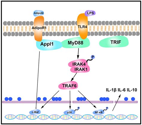 Identification And Characterization Of A Novel Adiponectin Receptor
