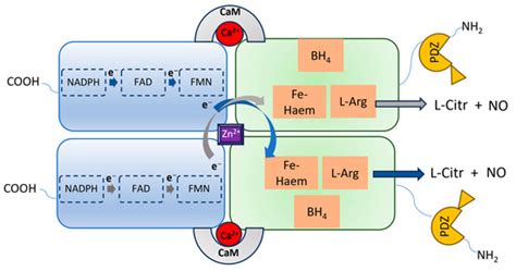 Neuronal Nitric Oxide Synthase In Central Nervous System Encyclopedia