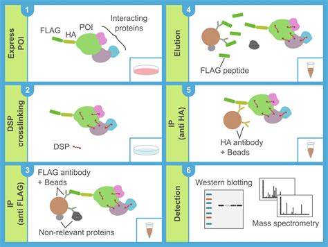 Immunoprecipitation Protocol