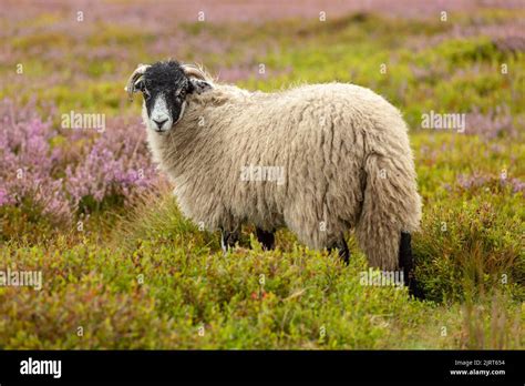 Swaledale Ewe Female Sheep In Summer Grazing On Open Moorland With