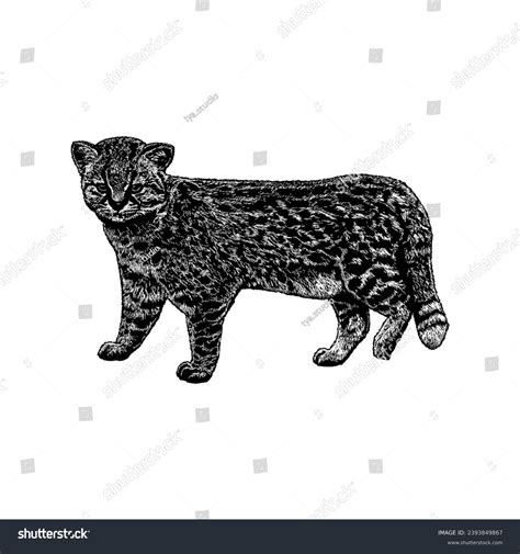 Kodkod Hand Drawing Vector Isolated On Stock Vector Royalty Free