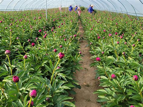 菏泽芳华园艺花卉有限公司 芍药苗 早期芍药 中期芍药 晚期芍药