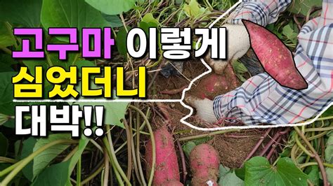 한달뒤 수확할 고구마 살짝 캐보았더니 대박 고구마수확전 중간점검 Youtube