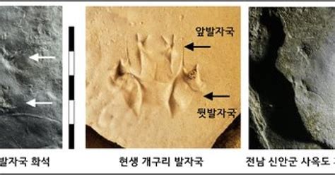가장 오래된 개구리 발자국 어떻게 생겼나진주에서 발견