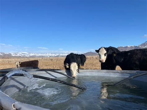 Alderspring Organic Grass Fed Beef Newsletter March 18 Alderspring