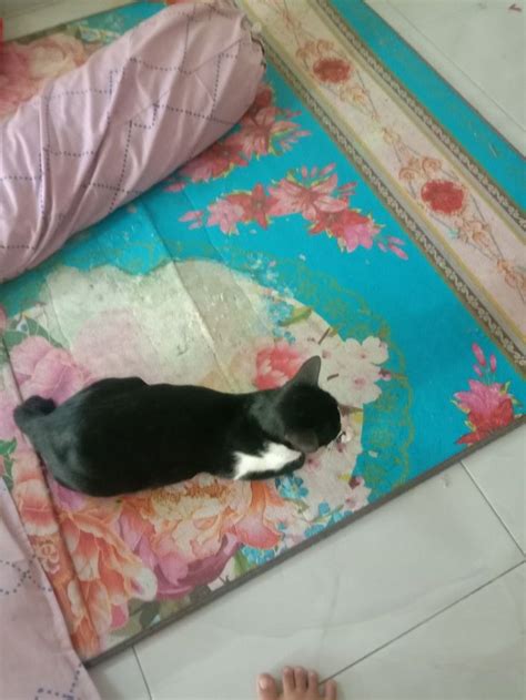 Pin On Barang Untuk Dibeli Tapi Boong 😂