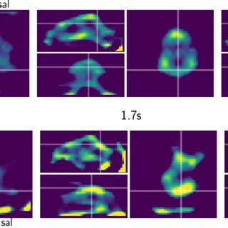 Timeseries Of The In Vivo Experiment For Selected Planes For The Head