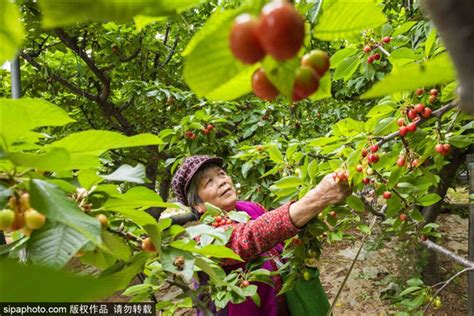 金叵罗民俗村
