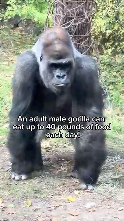 Facts About Gorillas How Similar Are Gorillas To Humans Wildlife