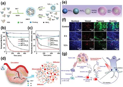 A Schematic Illustration For The Preparation Of Hmcp Nanoparticles And Download Scientific