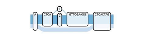 The Context Of The Single Nucleotide Variant Shown Does Not Exist In Download Scientific