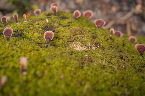 장마철에 쓰러진 나무 열대 우림에 갈색 Polypore 버섯 0명에 대한 스톡 사진 및 기타 이미지 0명 갈색 개발