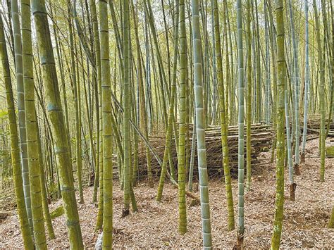 南投竹筍災損不認林地 惹民怨 地方新聞 中國時報