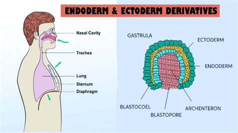 Ectoderm Derivatives And Endoderm In India Stem Cell Care India