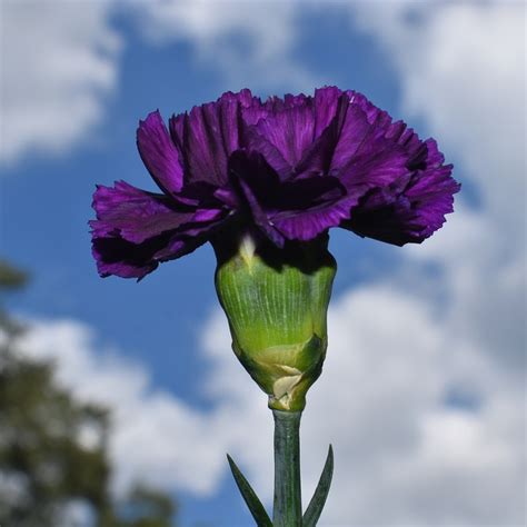 Carnation Extasis Purple At Melinda Hawthorne Blog