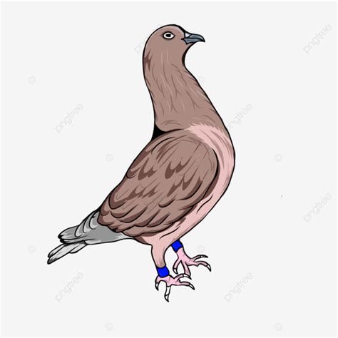 รูปนกพิราบ เวกเตอร์ Png นกพิราบ นก นกกางเขนภาพ Png และ เวกเตอร์