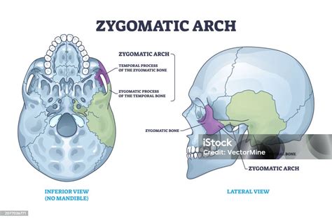 Zygomatic Acrh With Skull Cheekbone Skeletal Parts Anatomy Outline