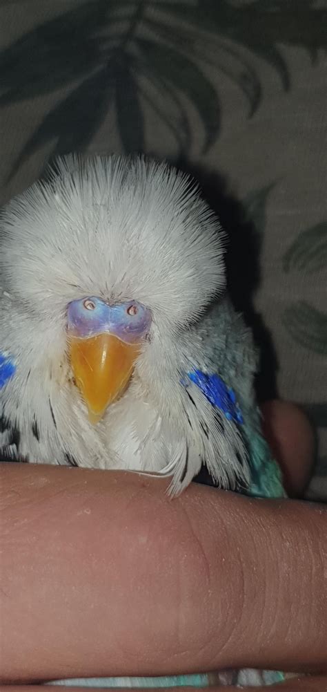 Please Help Me Sex Percy R Budgies