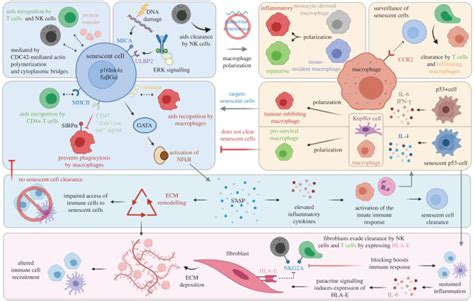 Senescent Cells And Macrophages Key Players For Regeneration Pmc