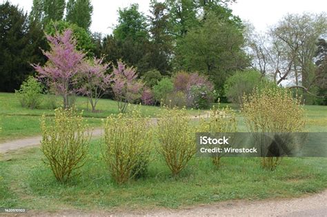 풍부한 꽃으로 둘러싸인 무성한 푸른 잔디밭을 통과하는 아름다운 길 0명에 대한 스톡 사진 및 기타 이미지 0명 경관 굽이치는 풍경 Istock