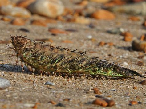 Sea Mouse Sussex Wildlife Trust