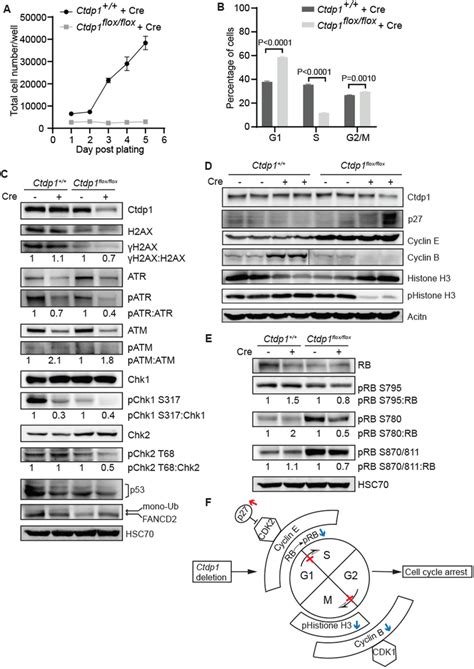 Ctdp1 Deletion Impairs Mef Proliferation And Promotes Cell Cycle