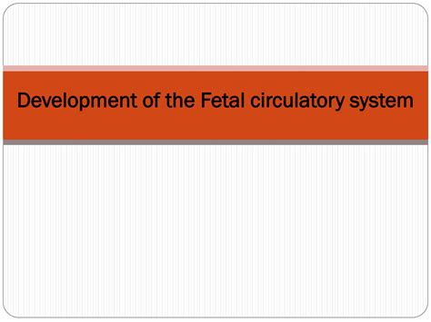 SOLUTION Development Of The Fetal Circulatory System Studypool