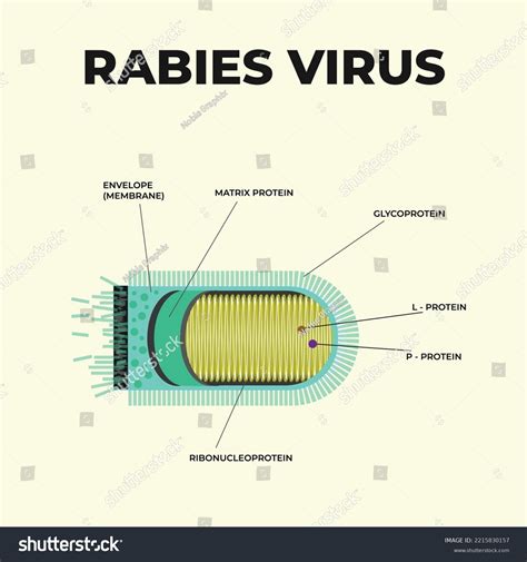 Rabies Virus Shape Structure Rabies Virus Stock Vector Royalty Free