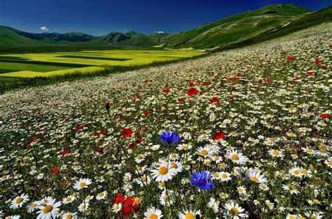 Поле цветов 60 фото