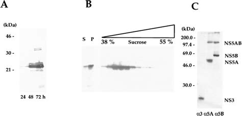 Baculovirus Recombinant