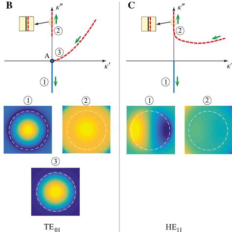 Roots Appearance And Fields Distribution Of Trapped Surface And Leaky